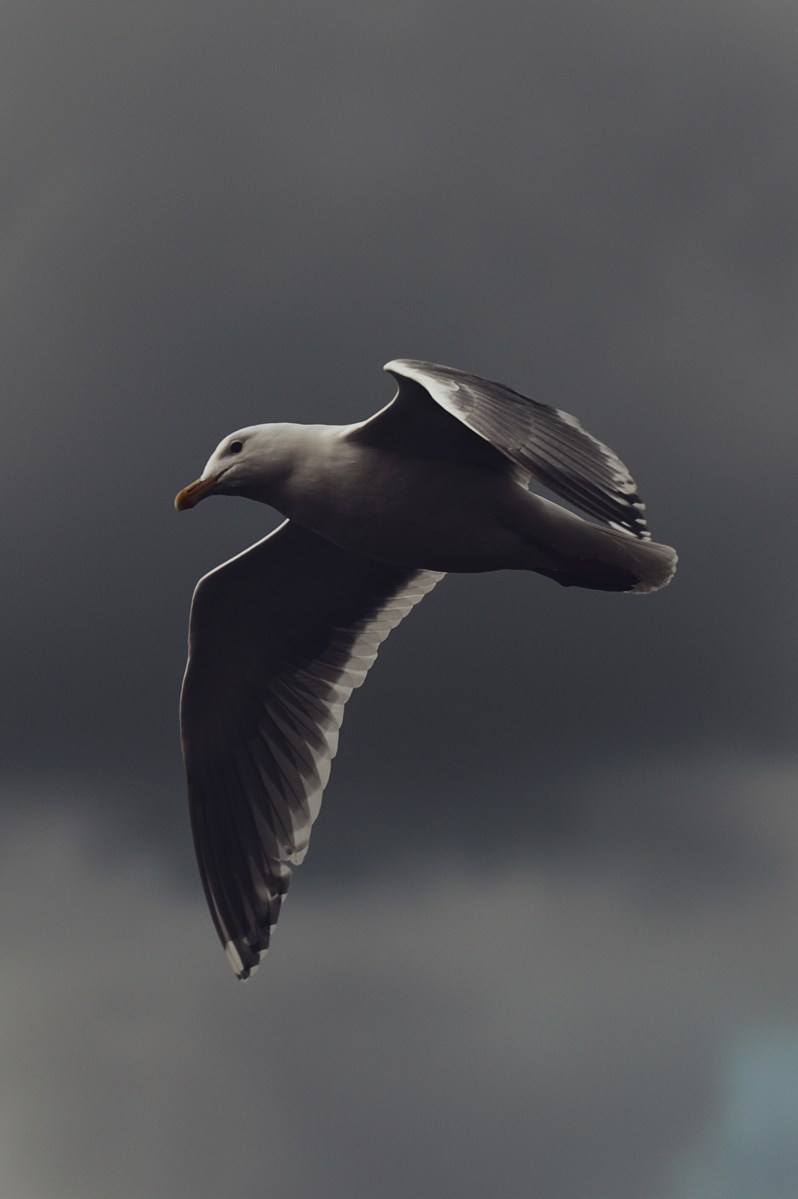 Jonathan, the Bellwether – Richard Barrick