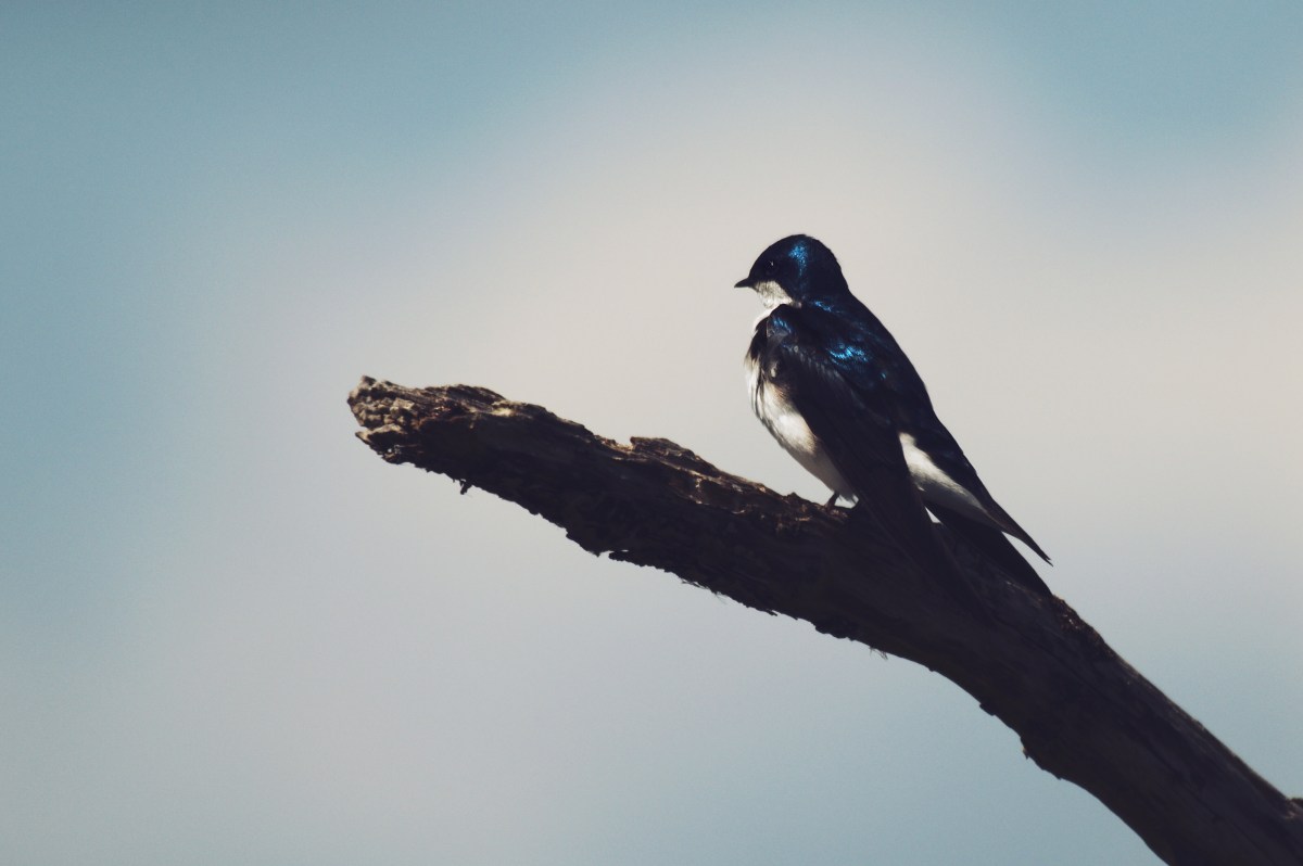 Paul, Duke of the Summer – Richard Barrick