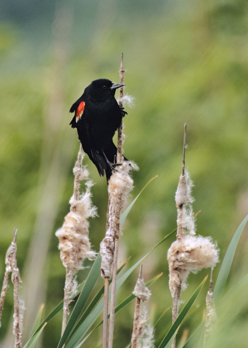 Biff, Bully by the Creek – Richard Barrick