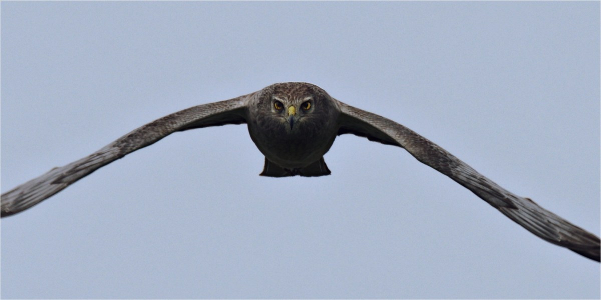 Ripley – Richard Barrick