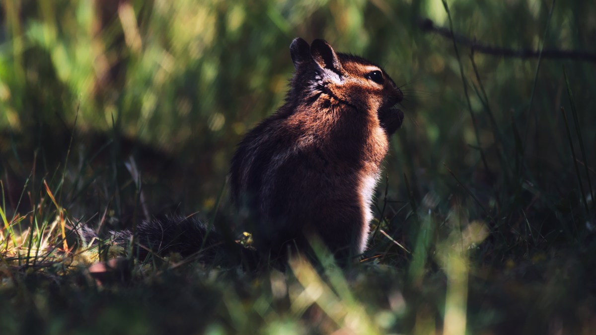 Dax, the Rogue – Richard Barrick