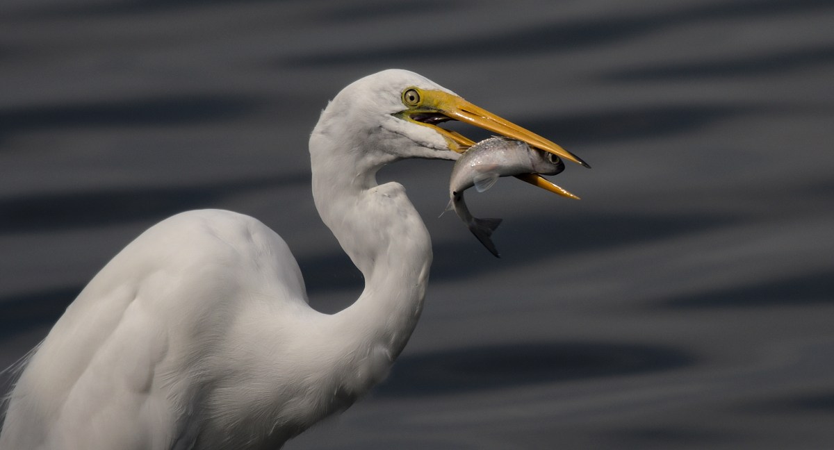 Sealegs Sammy – Richard Barrick